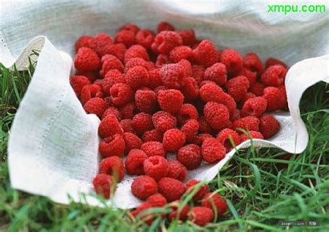 覆盆子图片覆盆子种植覆盆子种类 动植物