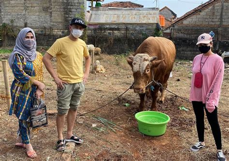 Harga Sapi Qurban Bandung Lengkap Dengan Rekomendasi Hewan Qurban Dari Baznas Halaman