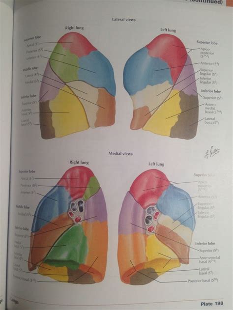 Bronchopulmonary Segments In Netter Bronchopulmonary Human Muscle