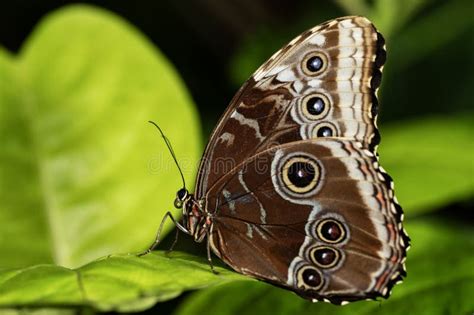 Blue Morpho Butterfly Stock Image Image Of Themes Wing 310612893
