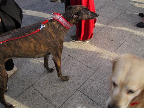 Mis Galgas Yo Y The Ruby Slippers Nos Hemos Ido De Manifestaci N Por Ellos