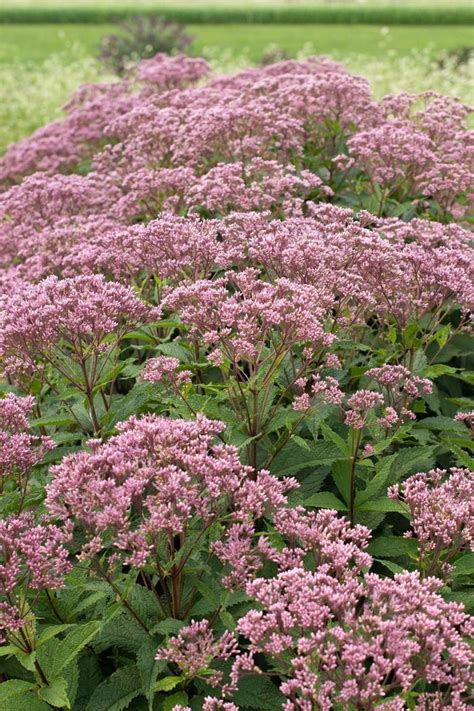 Euphoria™ Ruby Paradise Acres Garden Center