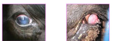 Cattle Dermatology And Ectoparasites Flashcards Quizlet