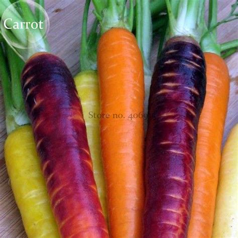 100 Seeds Rare Daucus Carota Mixed Carrot Organic Vegetables White Purple Yellow Pink Mixed Seeds Fr