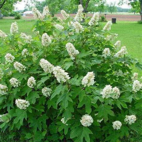 Hydrangea Quercifolia Alice Alice Hydrangea Innovative Nursery And Supply