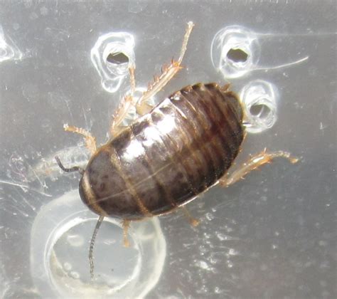 Simandoa Conserfariam Extinct In The Wild Roach Cockroach Photo