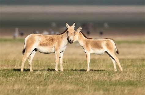 Asiatic Wild Ass Mammal Britannica