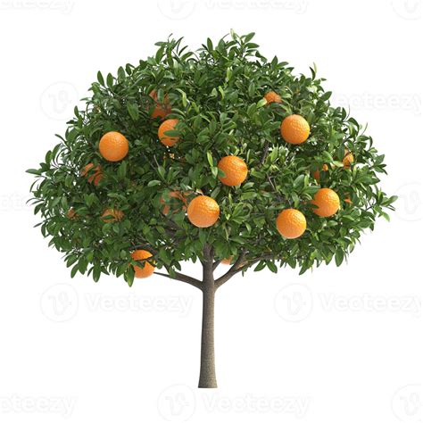 A Vibrant Green Citrus Tree Laden With Ripe Orange Fruits 59010015 Png