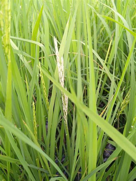 Dead 1 Object Detection Dataset By South China Agricultural Univercity