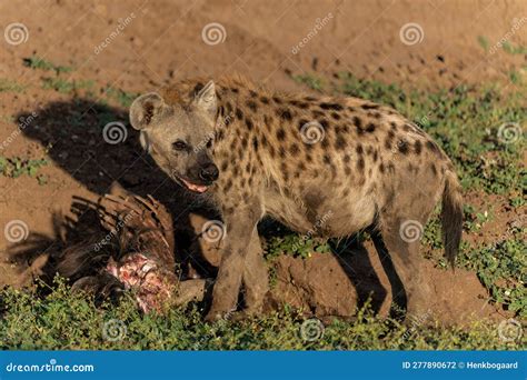 Spotted Hyena Eating From The Carcass Of A Wildebeest In Mashatu Game