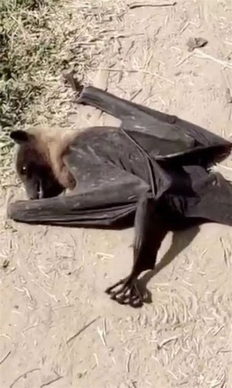 Human Sized Bat Doesnt Shy Away From People And Has Vampire Like
