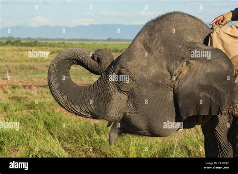 Asian Elephant Elephas Maximus Kaziranga National Park Assam India