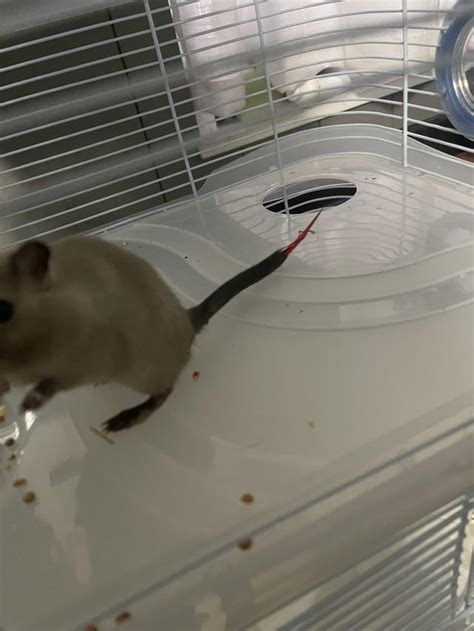 Gerbil Tail