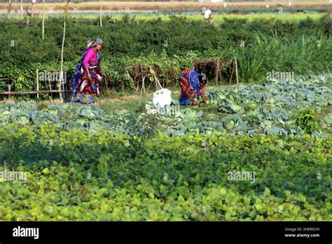 December 192021dhakabangladesh Farmer Vegetable Field Trees And