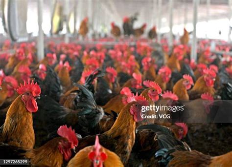 Cocks Are Seen At A Poultry Farm Of Shou County On January 18 2021