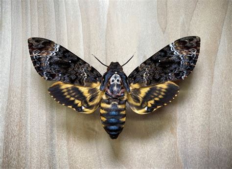 Deaths Head Moth Acherontia Lachesis Real Specimen For Bug Pinning