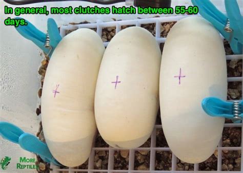 Ball Python Egg Incubation And Hatching 60 Day Guide More Reptiles