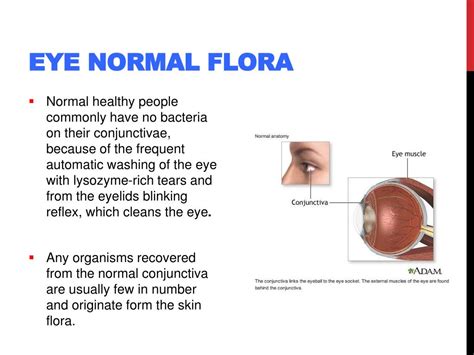 Ppt Normal Flora Powerpoint Presentation Free Download Id 2674250