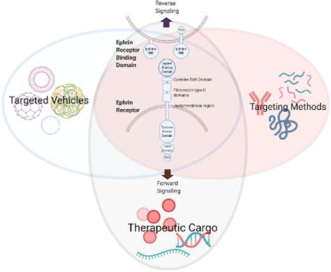 Figure 1 From Harnessing The Power Of Eph Ephrin Biosemiotics For Theranostic Applications