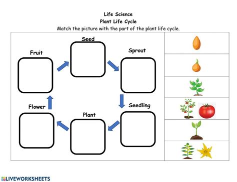 Free Plant Cycle Of Life Worksheet