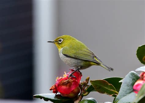 アリスイ 顔晴れ野鳥たち