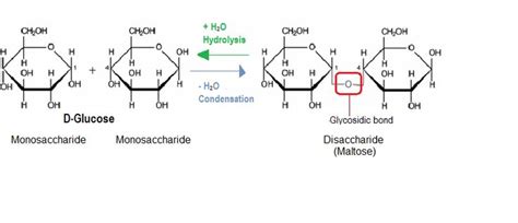 Glycosidic Linkage Formationin Reality One Of The Glucose Molecules