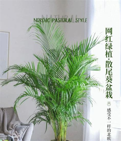 探秘凤尾竹的生长习性特点和适宜环境条件从喜光性到土壤要求一切关于凤尾竹的生长细节 花卉百科 花儿网