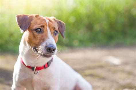 행복한 즐겁고 장난 잭 러셀 개 휴식과 여름 휴가 휴가에 공원 야외 와 외부에서 Gress 정원에 휴식 가정 생활에 대한 스톡 사진 및 기타 이미지 Istock