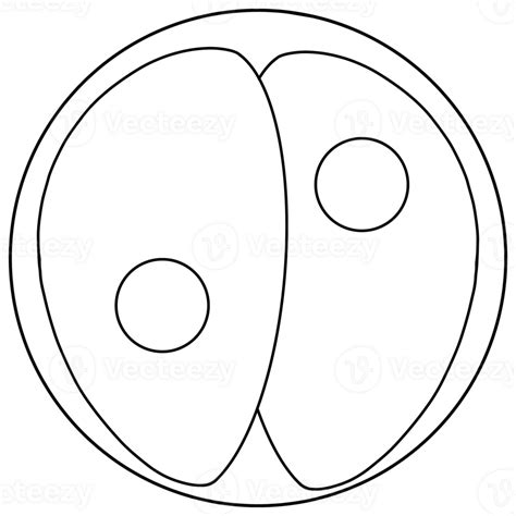 First Cleavage Of Frog Embryo Doodle 44810671 Png