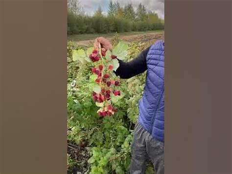 Гигантская малина плодоносит до заморозков. Нижегородец. - YouTube