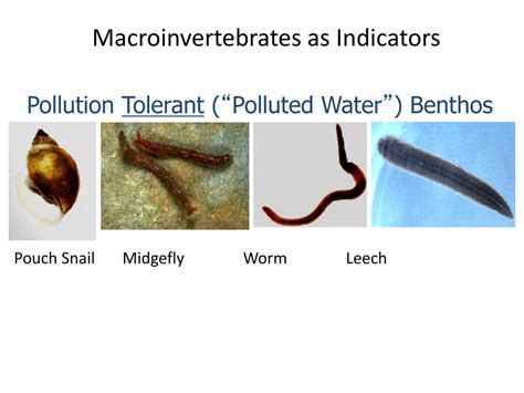 PPT Biological Properties PowerPoint Presentation Free Download ID 2035091