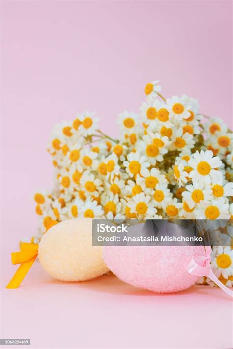 행복한 부활절 되세요 분홍색 배경에 흰색 데이지와 함께 그려진 달걀입니다 공간 복사 0명에 대한 스톡 사진 및 기타 이미지 0명 3월 4월 Istock