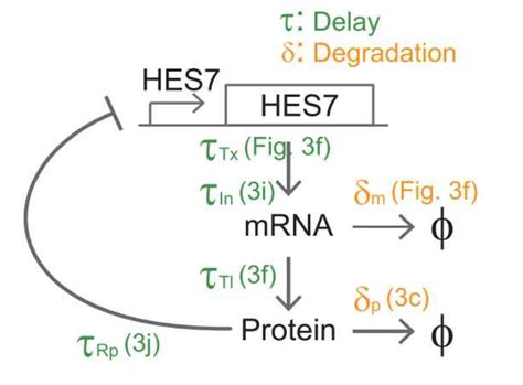 species specific oscillation periods of human and mouse segmentation
