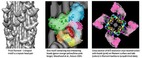 Myosin Structure