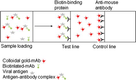 Schematic Diagram Of The Immunochromatographic Strip Test Using The