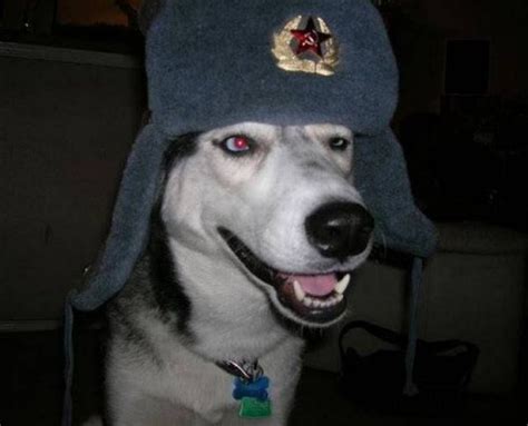 Скачать прикольные и красивые картинки Смешные собаки на