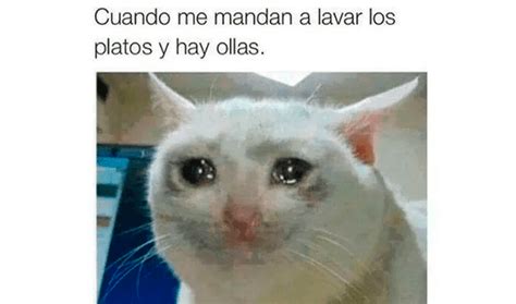 Viral Facebook Memes De Gatos Por Día Del Gato 2019 Imágenes