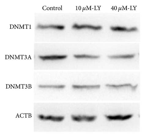 Western Blot Analysis Protein Expression Of Dnmt1 Dnmt3a And Dnmt3b