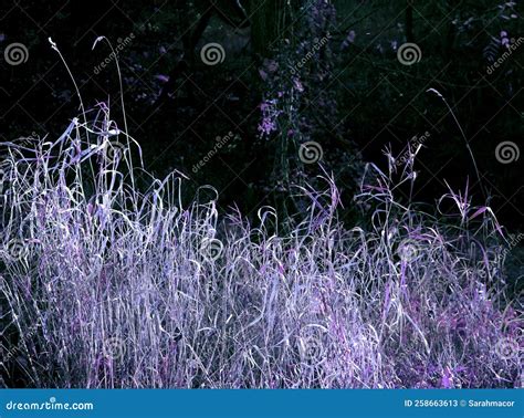 A Pale Purple Blue Colored Grass Background Stock Image Image Of Pale