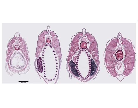 Lancelet Anatomy Cross Section Quiz