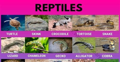 Reptiles Examples