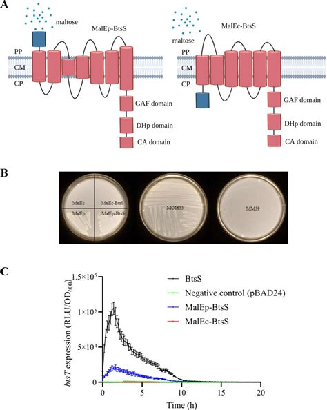 Periplasmic Location Of The N Terminus Of Btss A Schematic Download Scientific Diagram