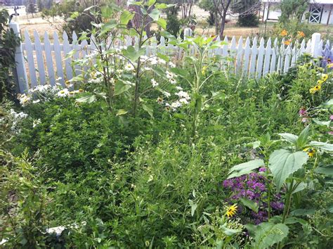Living A Dream Weeds Gone Wild
