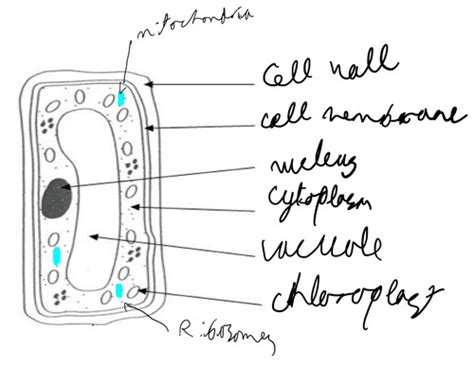 Cell Biology Cell Structure Biology Cell Structure Booklet 1 Unit 1 Flashcards Quizlet