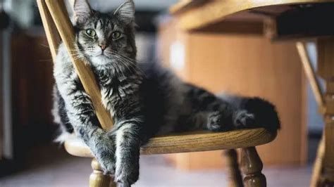 Hilang Saat Diajak Berkemah Di Hutan Kucing Ini Berjalan Selama 2