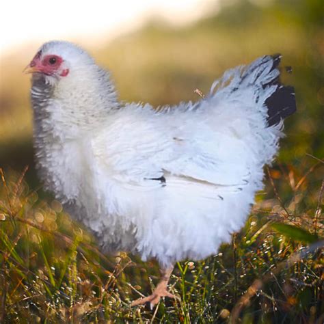 Frizzle Easter Egger Agrarian Indy Online