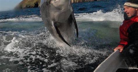 In 1984 Fungie A Solitary Wild Bottlenose Dolphin Decided To Make Dingle Co Kerry His Home