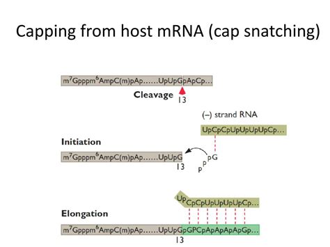 Ppt Negative Strand Rna Synthesis Powerpoint Presentation Free Download Id 2035753