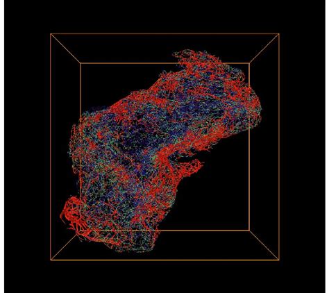 Spatial Graph View Generated By Amira Software From Fei Of The D
