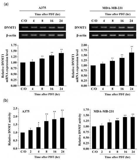 Increase Of Mrna Expression Level And Enzymatic Activity Of Dnmt1 In